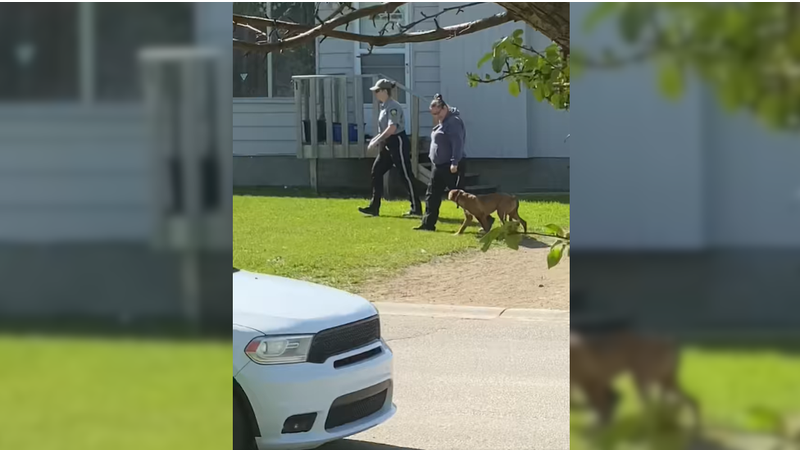 Prince Albert animal cruelty case results in $500 fine | paNOW