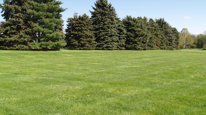 City advises residents to be patient with evergreen trees | EverythingGP