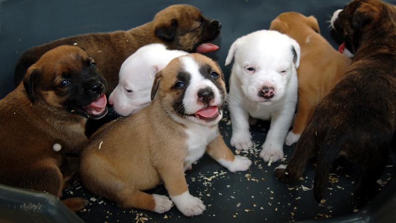 New La Ronge Animal Control Bylaw now in effect | larongeNOW