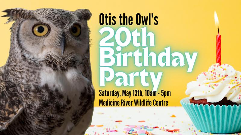 Celebrate Otis the Owl’s 20th birthday this Saturday | rdnewsnow.com