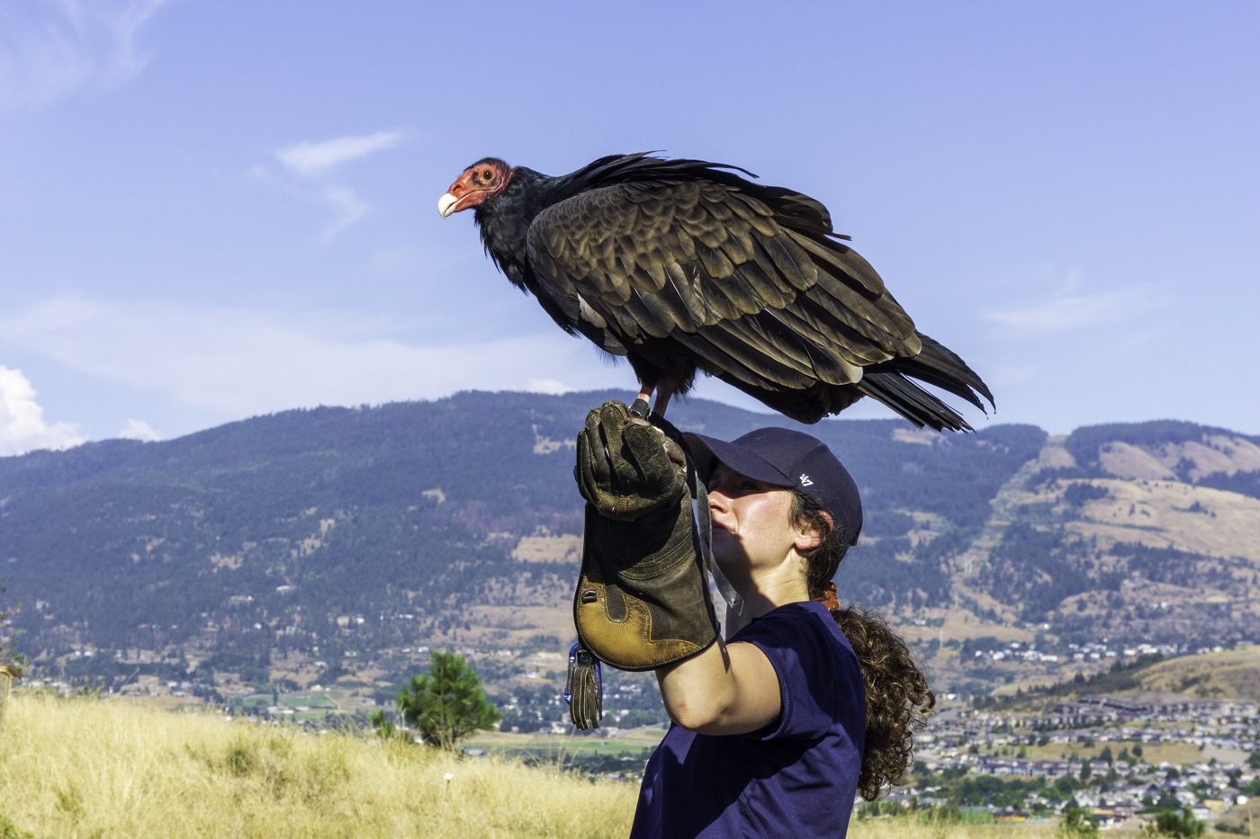 Raptors to take flight at Vernon nature centre | Vernon Matters
