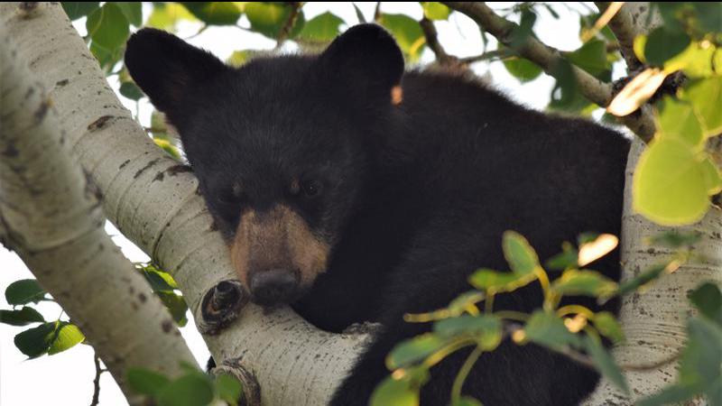 Video shows La Ronge conservation officers releasing sow and cubs ...