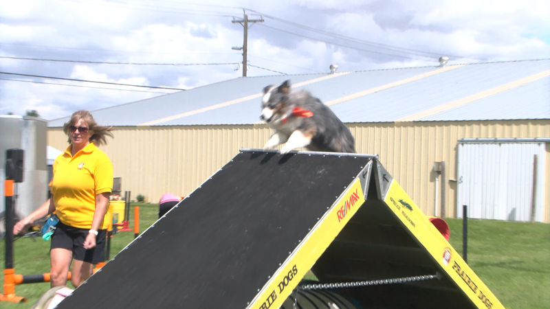 Prairie Dogs agility show at Stampede proves the sport can be for ...