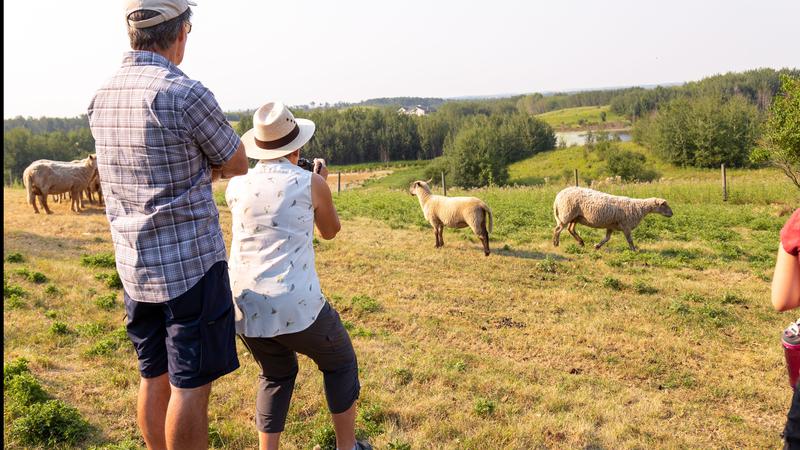 Open Farm Days this weekend | EverythingGP