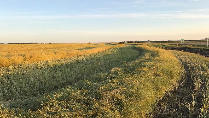 Sask Wheat and Sask Barley fill positions on boards | paNOW