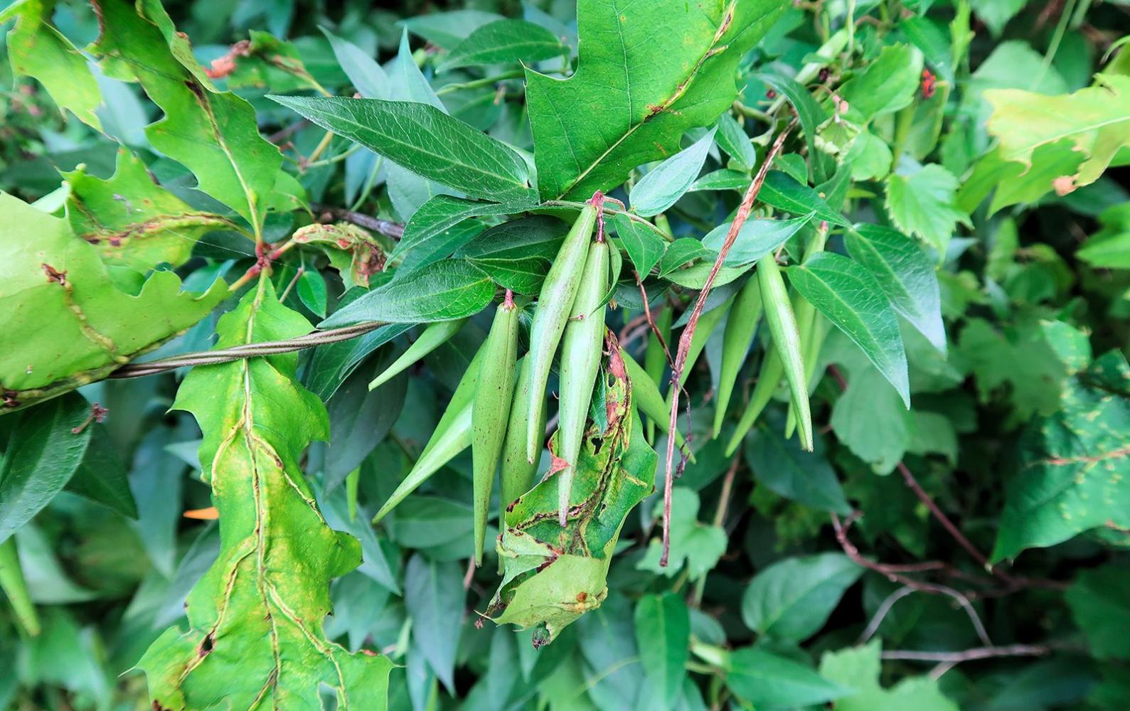 Home | City of Somerville