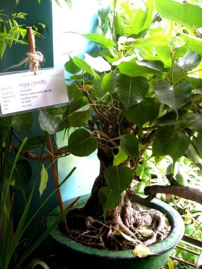 এলোমেলো ছবিব্লগ (অল্পবিস্তর বর্ণনাসহ) - সরকার আলী এর বাংলা ব্লগ ...