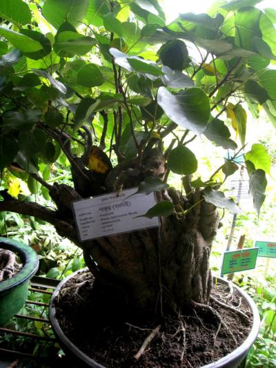 এলোমেলো ছবিব্লগ (অল্পবিস্তর বর্ণনাসহ) - সরকার আলী এর বাংলা ব্লগ ...