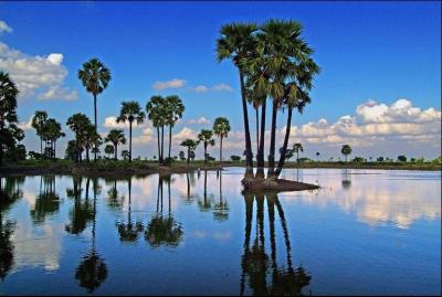 বাংলাদেশের ফলঃ তাল (ছবি ও বর্ননা ব্লগ) - তিতাস একটি নদীর নাম এর বাংলা ...