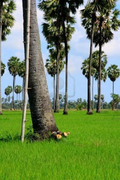 বাংলাদেশের ফলঃ তাল (ছবি ও বর্ননা ব্লগ) - তিতাস একটি নদীর নাম এর বাংলা ...