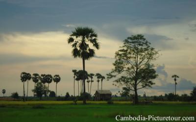 বাংলাদেশের ফলঃ তাল (ছবি ও বর্ননা ব্লগ) - তিতাস একটি নদীর নাম এর বাংলা ...