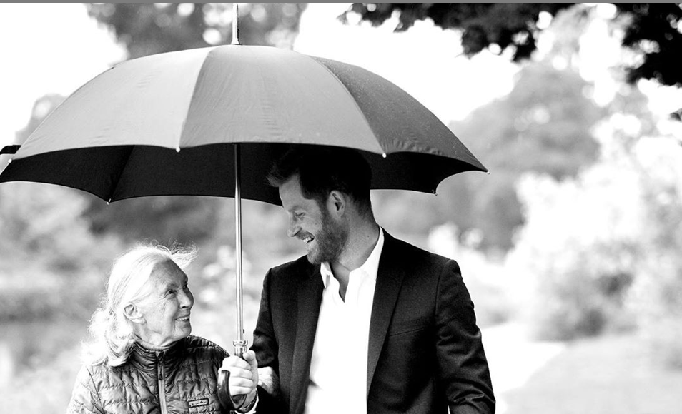 Prince Harry Shares A Sweet Moment With Dr. Jane Goodall - Soap Opera Spy