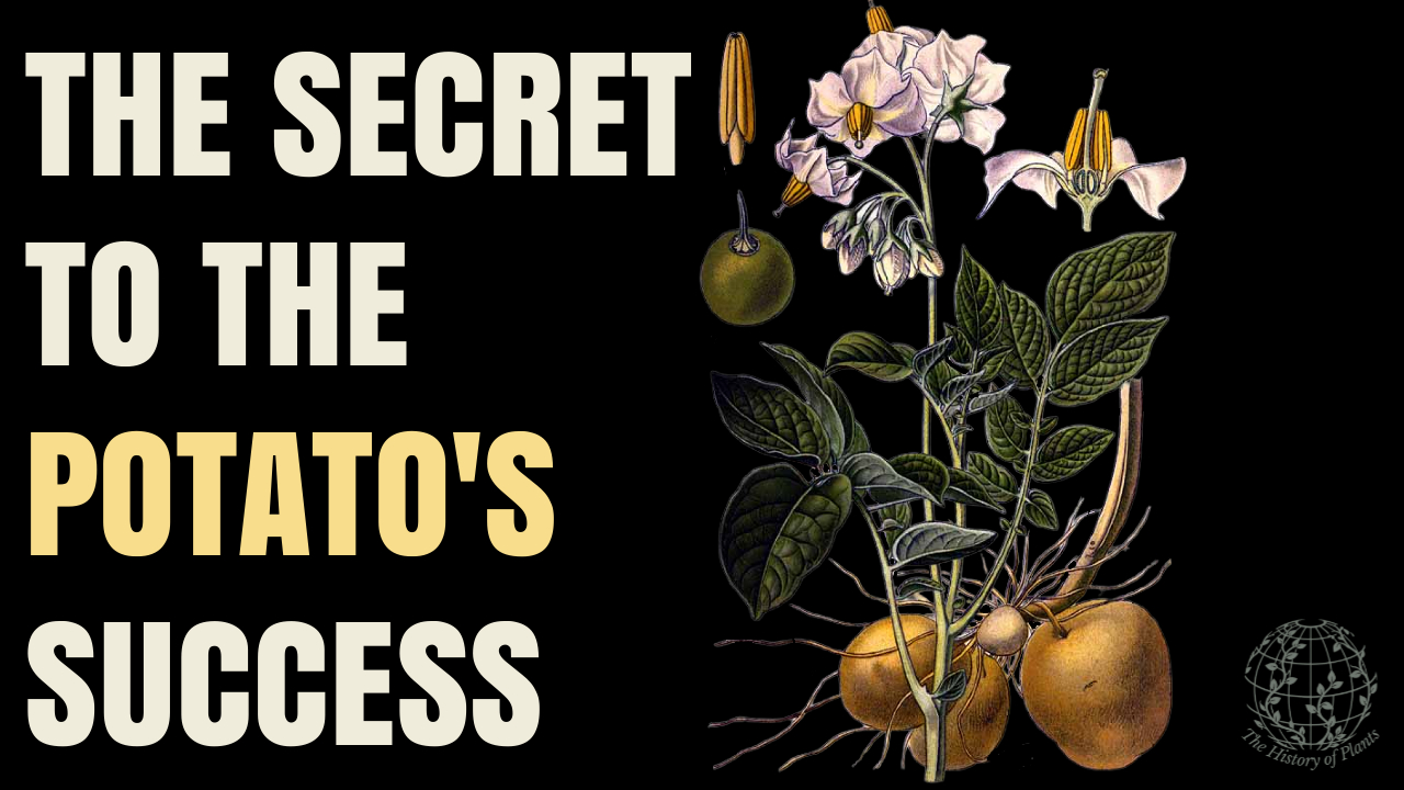 The Poison Crop That Built Empires - The History of Plants by Plantrums ...