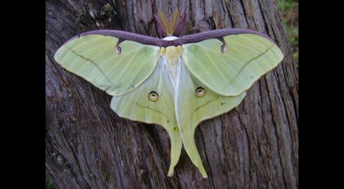 Moth Day | South Florida Finds