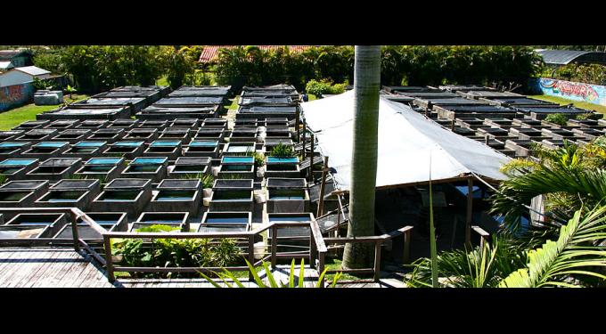 Tropical Fish Miami | South Florida Finds