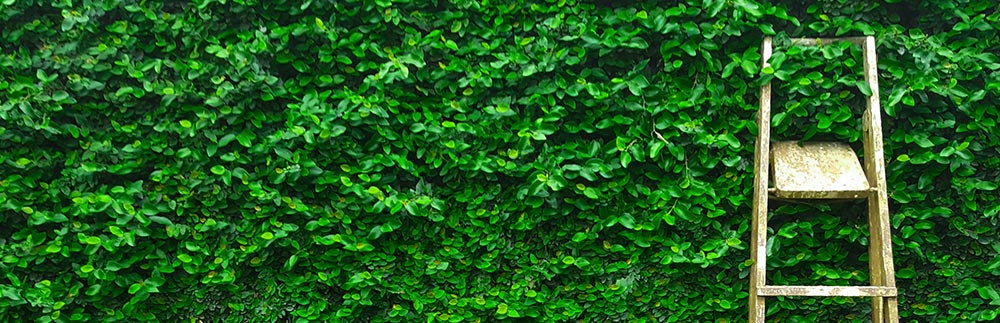 Privacy Hedges - Mr. Clusia | Best Prices & Hedge Plants In Miami