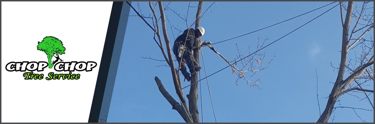 Gallery - Chop Chop Tree Service