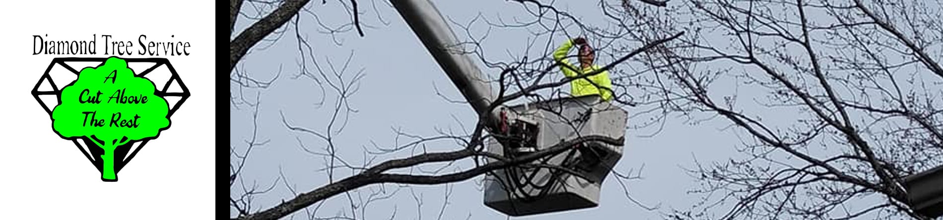 Diamond Tree Service is a Tree Removal Company in Decatur, AL