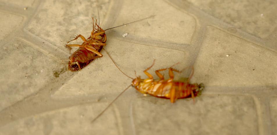 First Choice Pest Solutions, LLC is a Pest Control Company in Covington ...