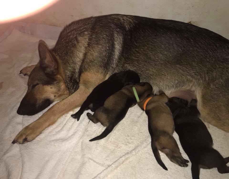 Star Shepherds is a Dog Breeder in Manor, TX 78653