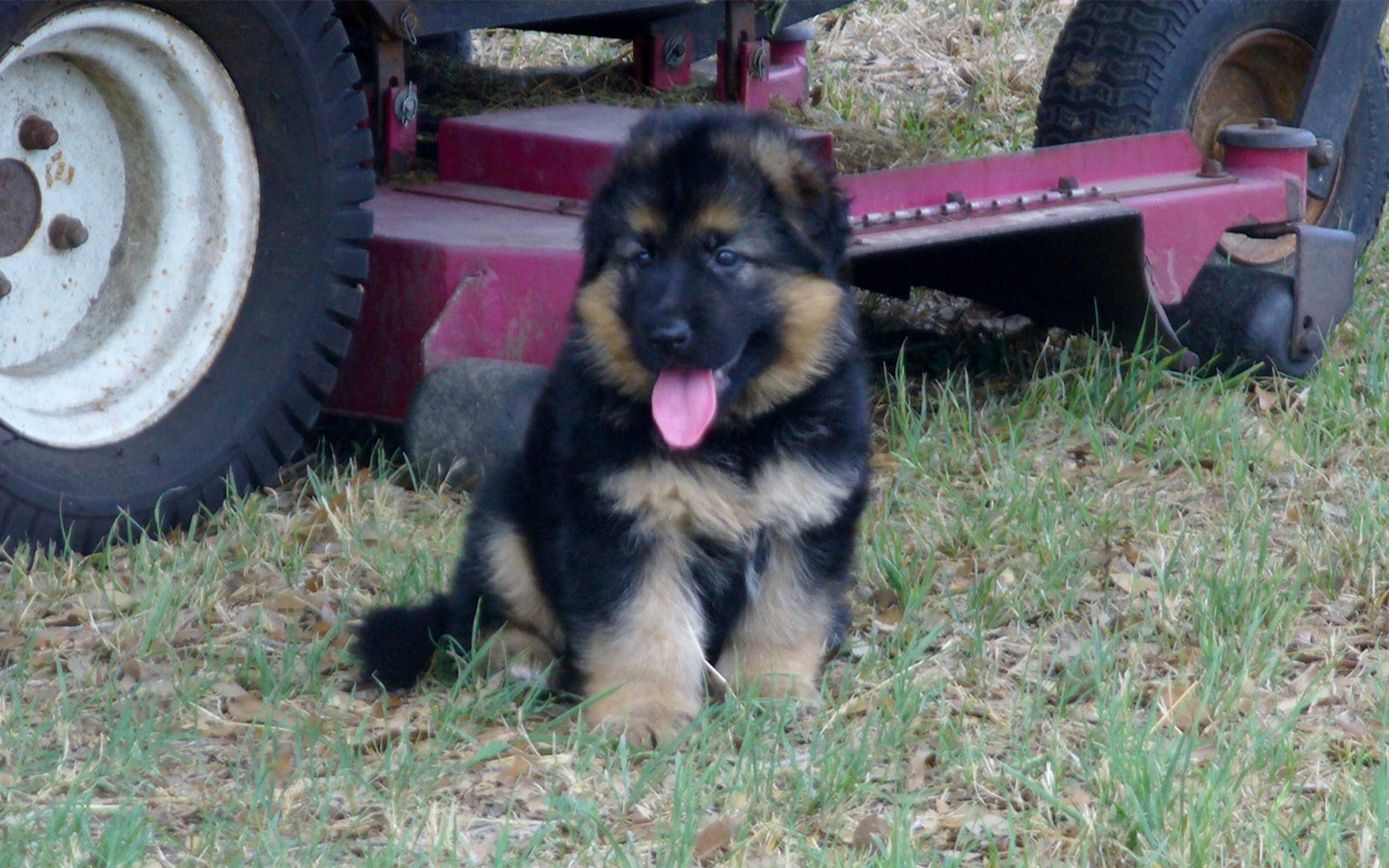 Star Shepherds is a Dog Breeder in Manor, TX 78653