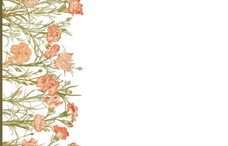 Carnation Flower Border