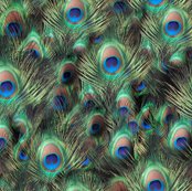 Photographic Peacock Feather fabric - cutencomfy - Spoonflower
