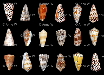 cone shells fabric - nlsd - Spoonflower