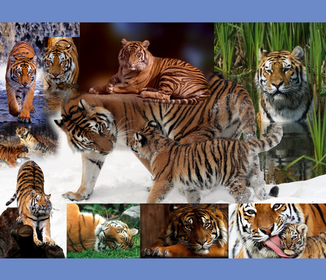 Tiger Collage Collection - 10 designs by deanna_konz