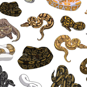 Ball Python Morph Pattern Transparent - Spoonflower