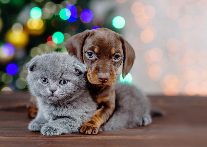 Petchamp Blog