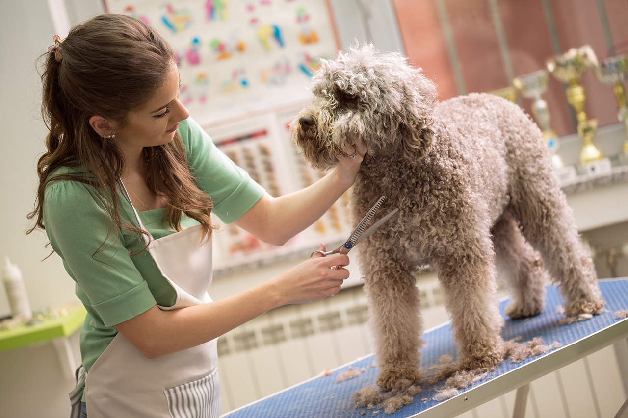 Petchamp Blog