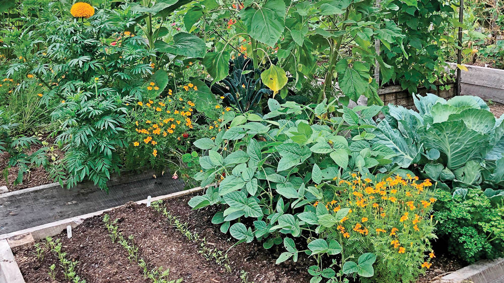 Your Guide to Succession Planting