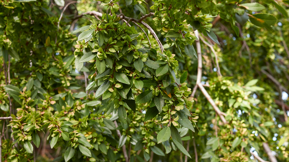 4 Fast-Growing Trees to Plant at the Cabin