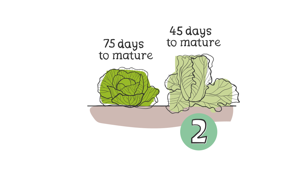 Your Guide to Succession Planting