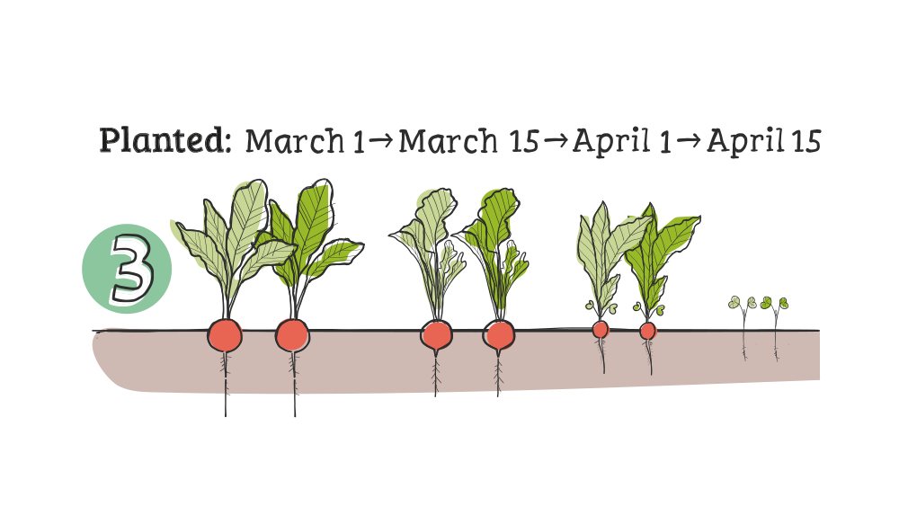Your Guide to Succession Planting