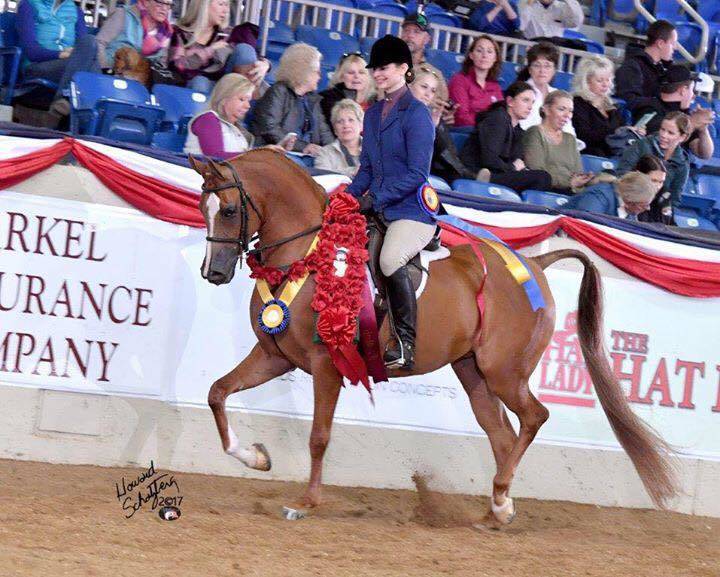 SWEET SUMMER HEIR DGL :: Shea Stables