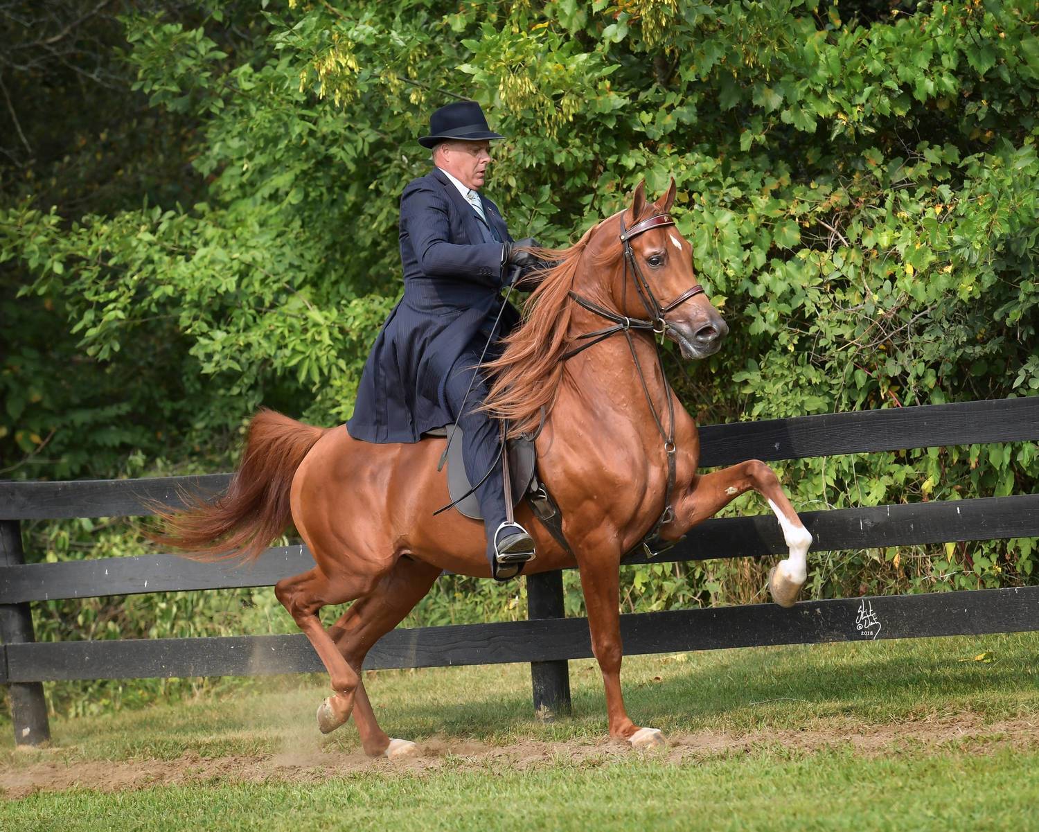 THE LION HEARTED :: Shea Stables