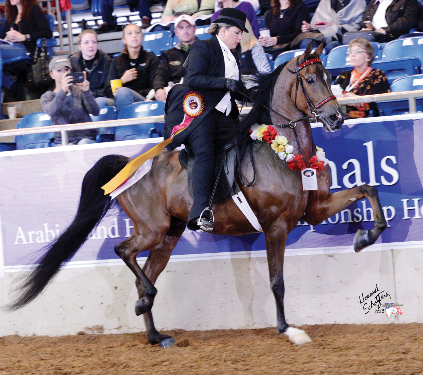 LORD OF FIRE :: Shea Stables