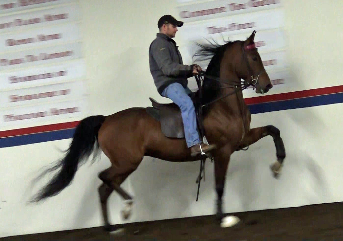 SPARTACUS AFIRE :: Shea Stables