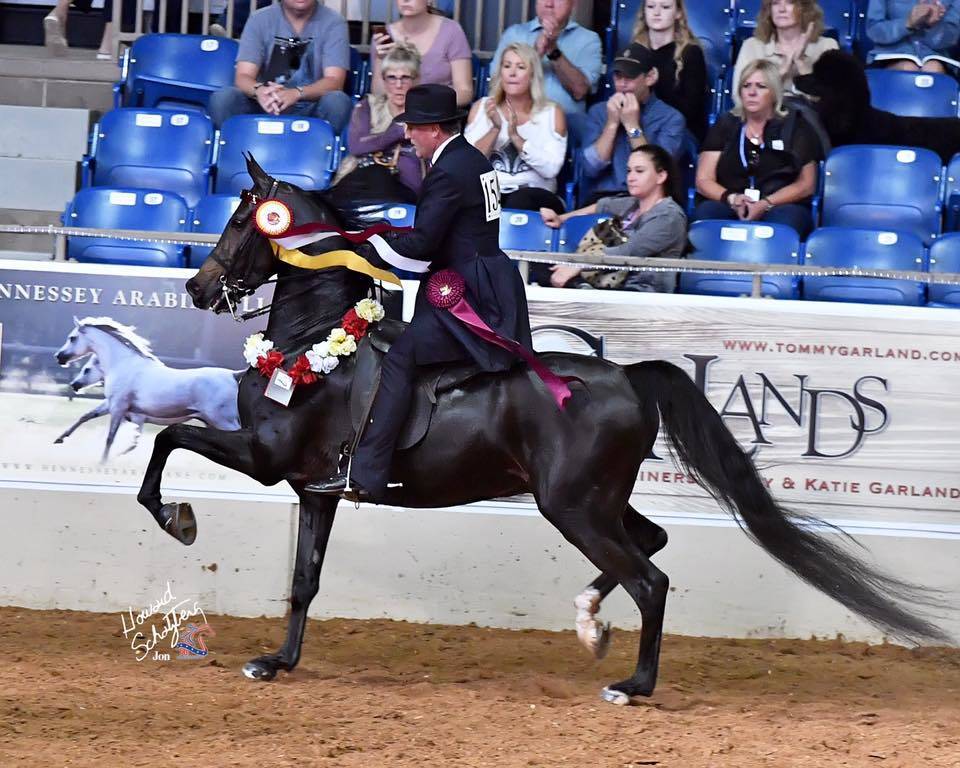 THE DARK KNIGHTT :: Shea Stables