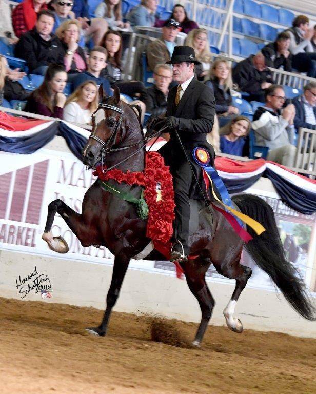 INCEPTION :: Shea Stables