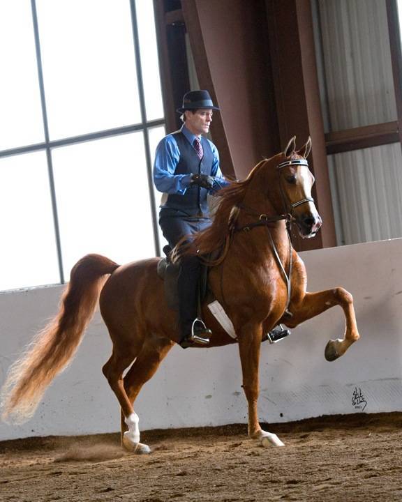 SPLENDID SON :: Shea Stables