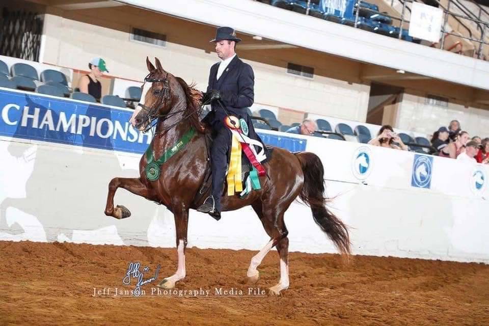 DDREAM ON :: Shea Stables