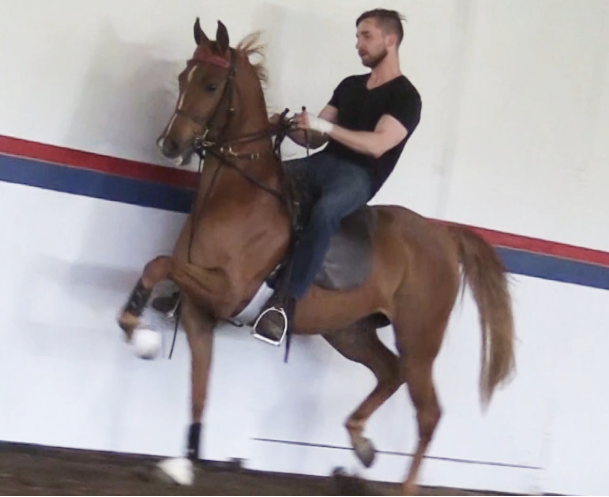 SUNNY MEMORIES :: Shea Stables