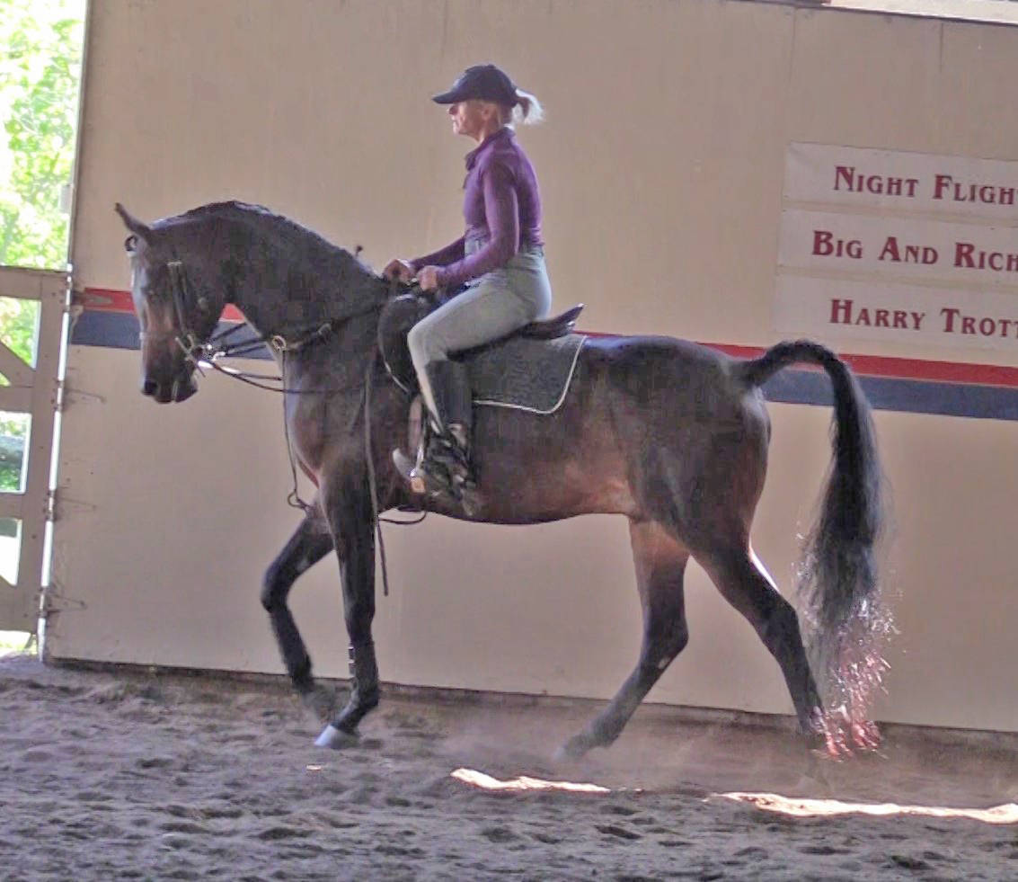 NOBLE FX :: Shea Stables