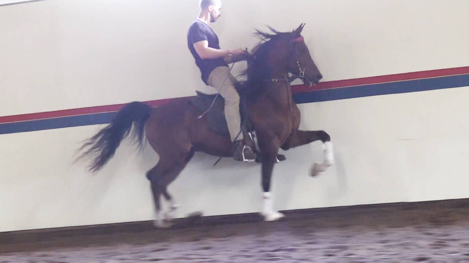 FORGED N FIRE :: Shea Stables