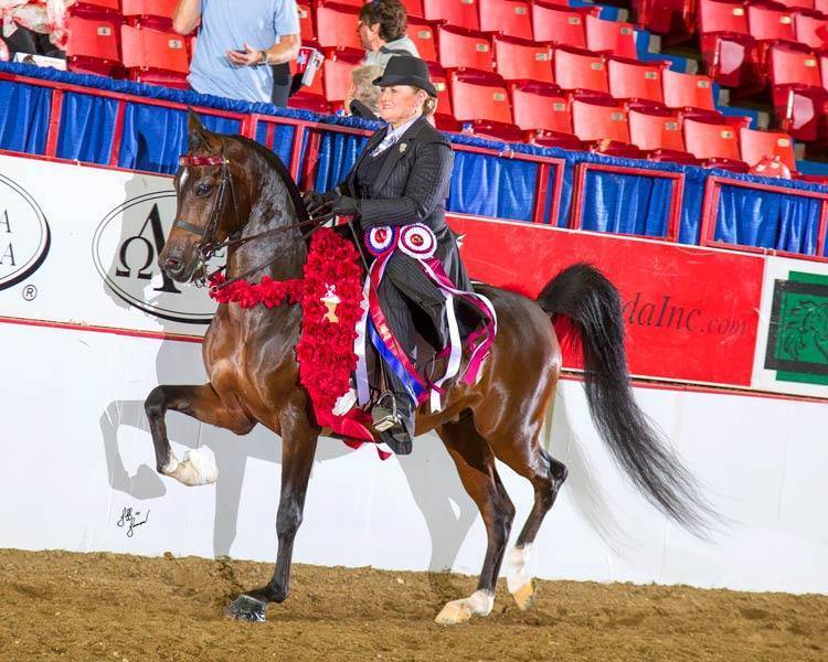 NOBLE REWARD+ :: Shea Stables