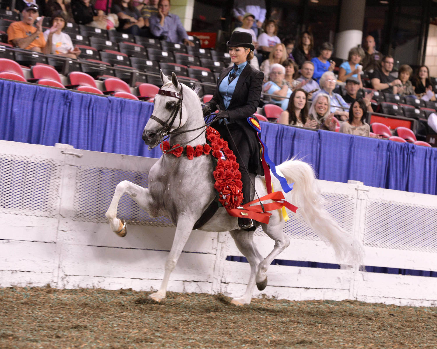 AFIRES STARR :: Shea Stables