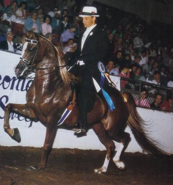 FLAME DANCER :: Shea Stables